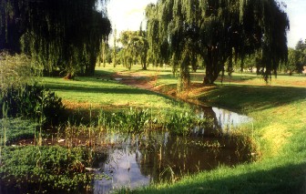 Enviornmental rehabilitation with Hyson Cells - photos and abstract 6