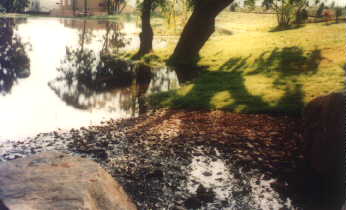 Enviornmental rehabilitation with Hyson Cells - photos and abstract 6