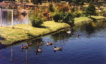 Liners and Ponds with Hyson Cells - photos and abstract 1